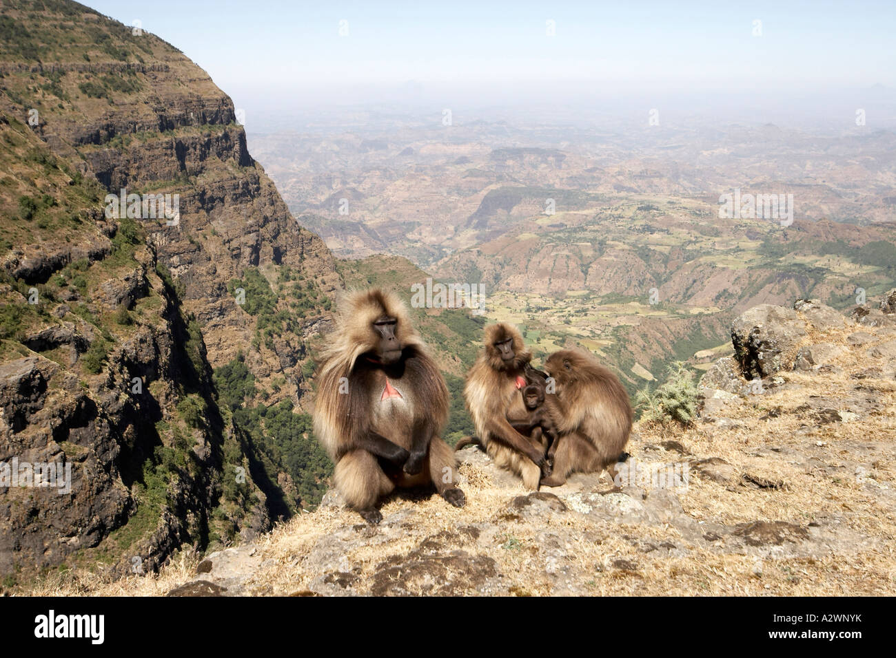 Gelada baboon monkeys Theropithecus gelada sitting on escarpment cliff ...