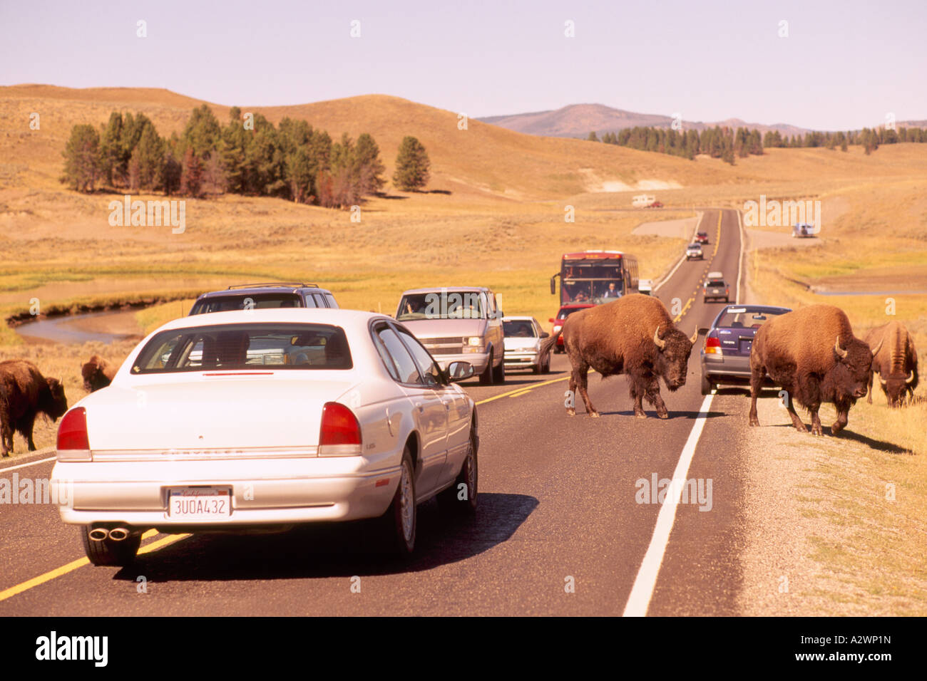American Bison (Bison bison) crossing the Road in the "Hayden Valley ...