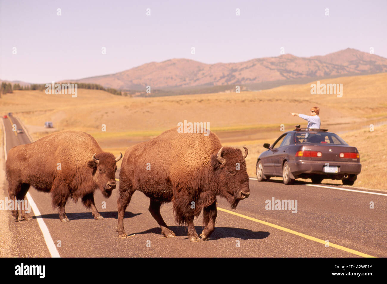 American Bison (Bison bison) crossing the Road in the "Hayden Valley ...