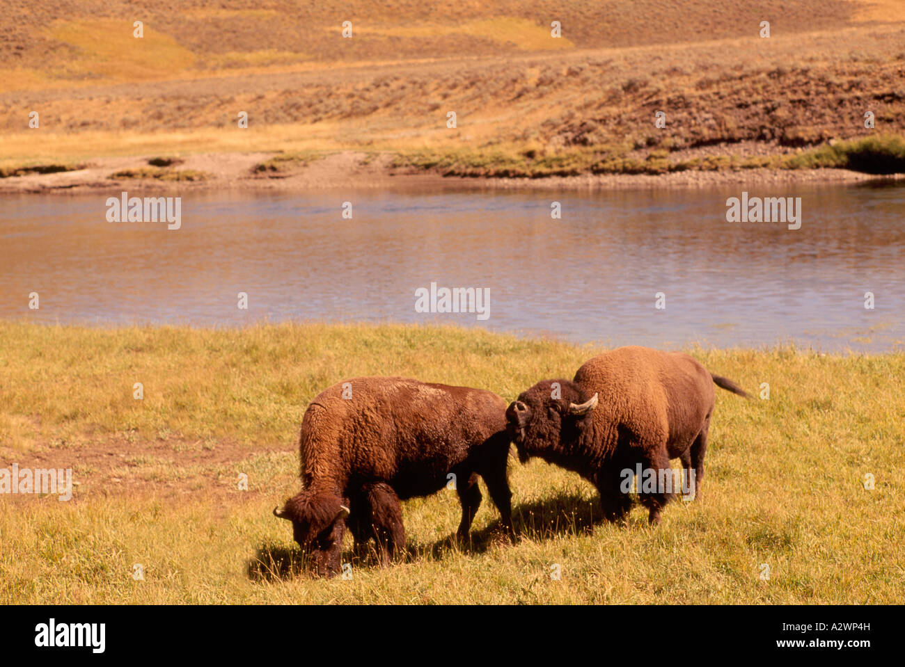 Bison bison two bison mating hi-res stock photography and images - Alamy