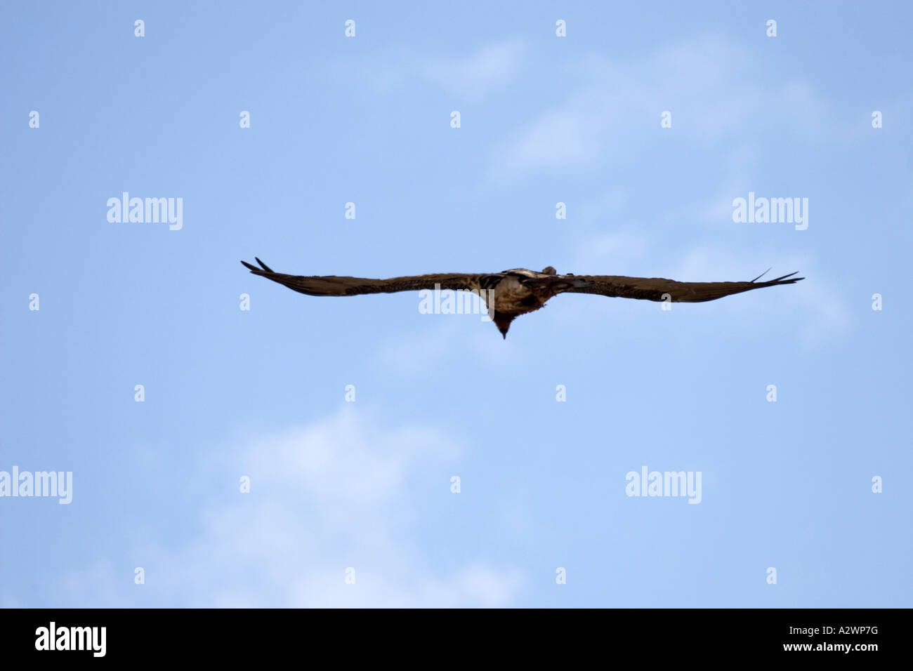 Lammergeyer bird Gypaetus barbatus soaring from below in Simien ...