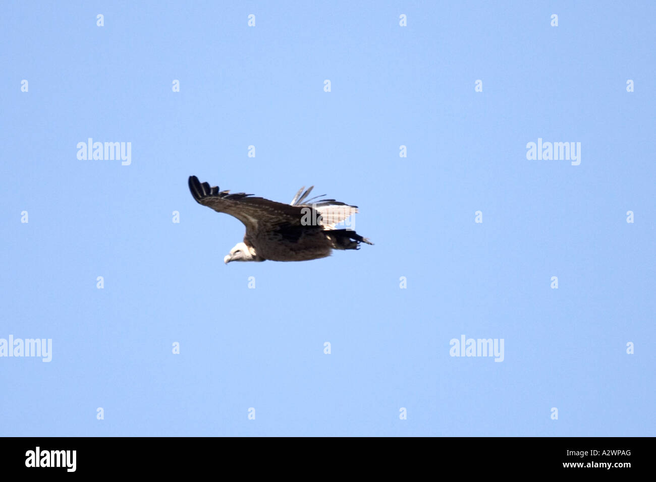 Lammergeyer bird Gypaetus barbatus soaring from below in Simien ...
