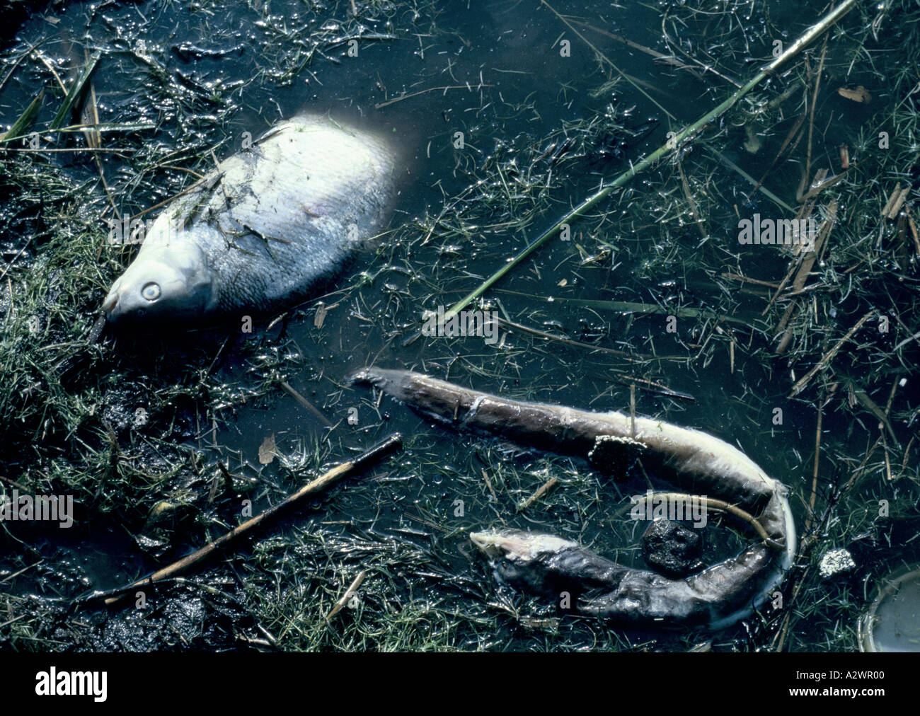 ecology pollution water dead fish Stock Photo - Alamy