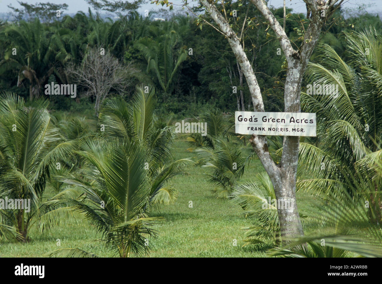 mennonite farm belize Stock Photo - Alamy