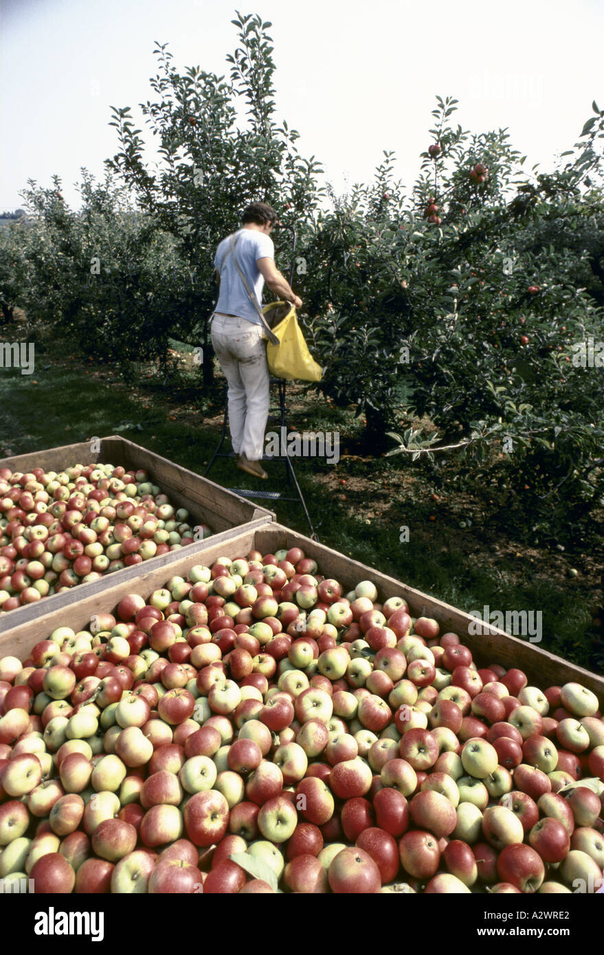 apple crops man picking apples Stock Photo - Alamy