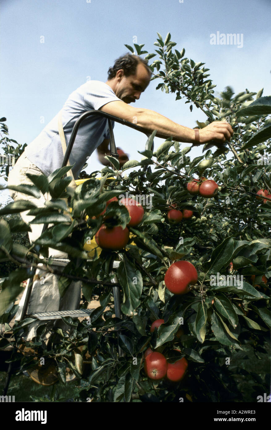 apple crops man picking apples Stock Photo - Alamy