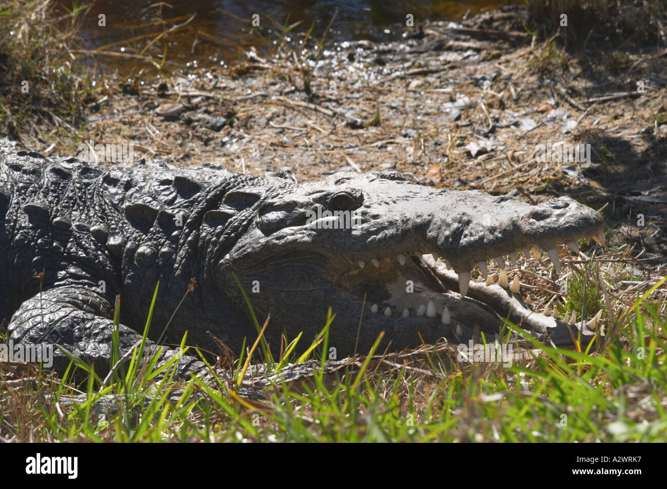 AMERICAN CROCODILE CROCODYLUS ACUTUS AT J N DING DARLING NATIONAL ...