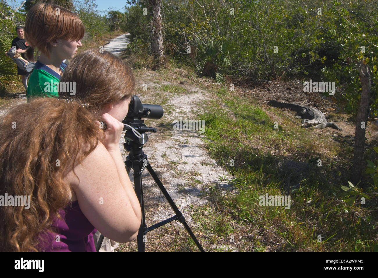 AMERICAN CROCODILE CROCODYLUS ACUTUS ON INDIGO TRAIL AT J N DING ...