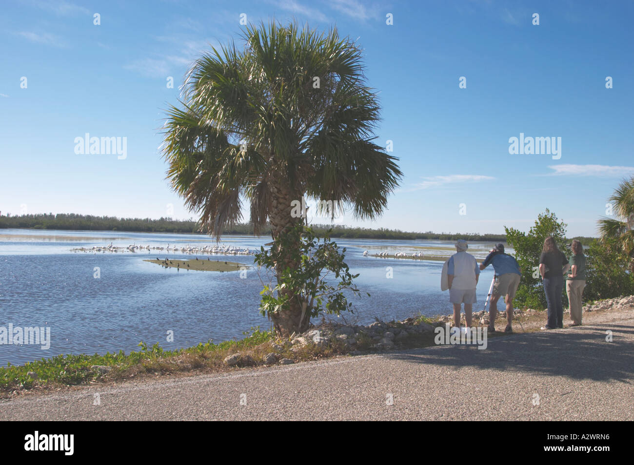 TOURISTS VIEWING BIRDS ALONG THE WILDLIFE DRIVE IN J N DING DARLING ...