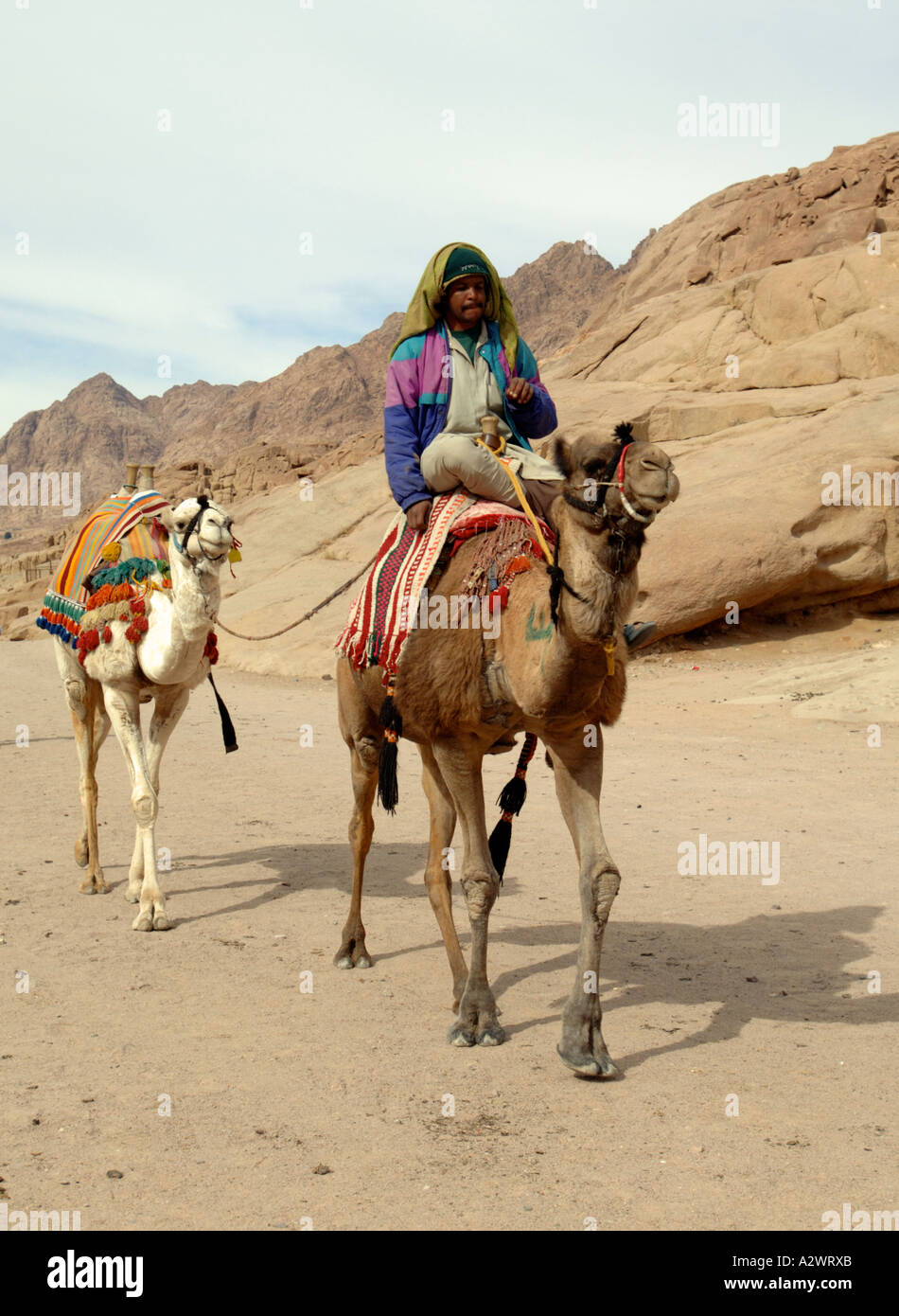 Bedouin camel hi-res stock photography and images - Alamy