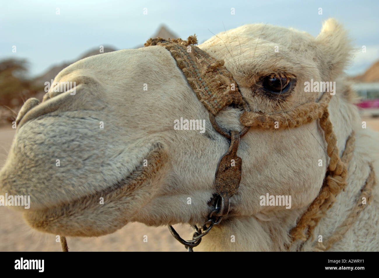 Close up of a camels face, Sinai, Egypt Stock Photo - Alamy