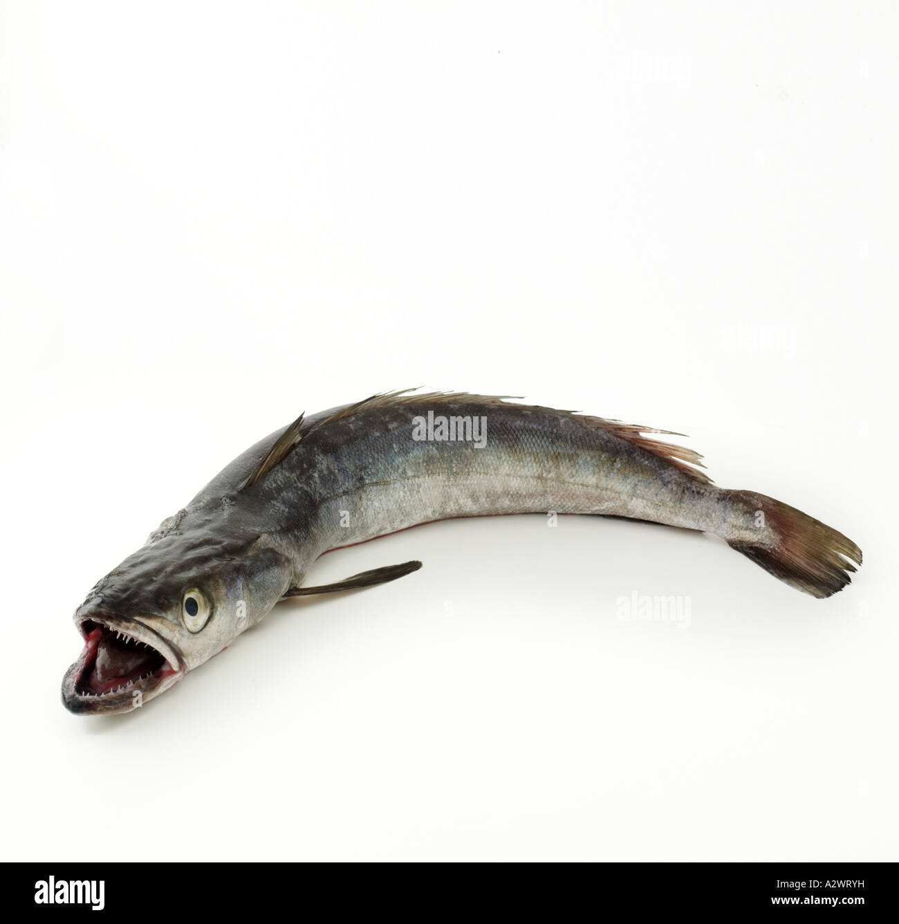 Hake cut out hi-res stock photography and images - Alamy
