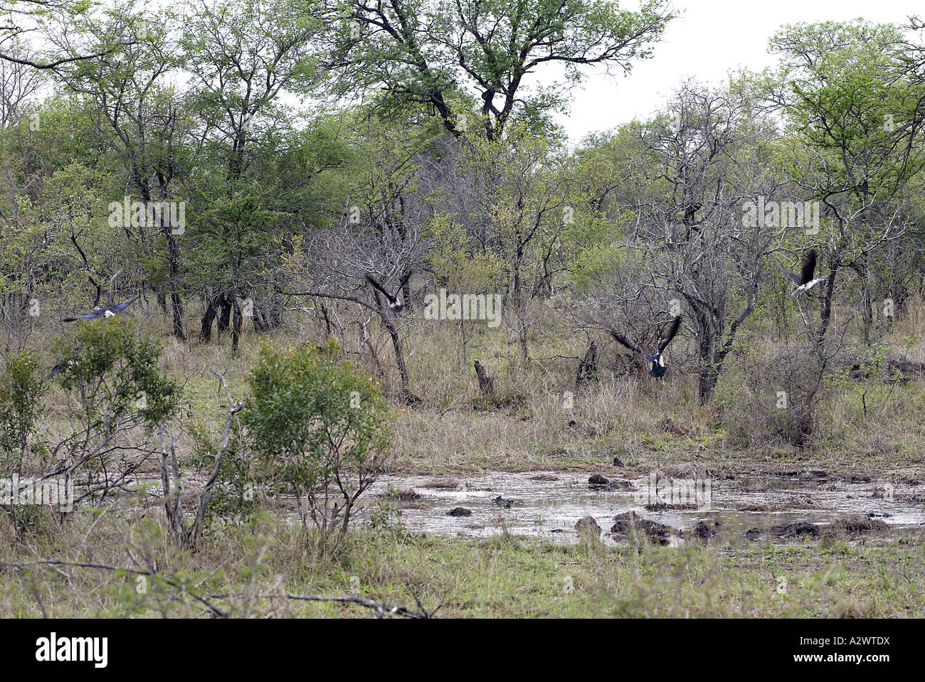 Scattering Birds at Waterhole, Kruger National Park (Manyeleti Game ...