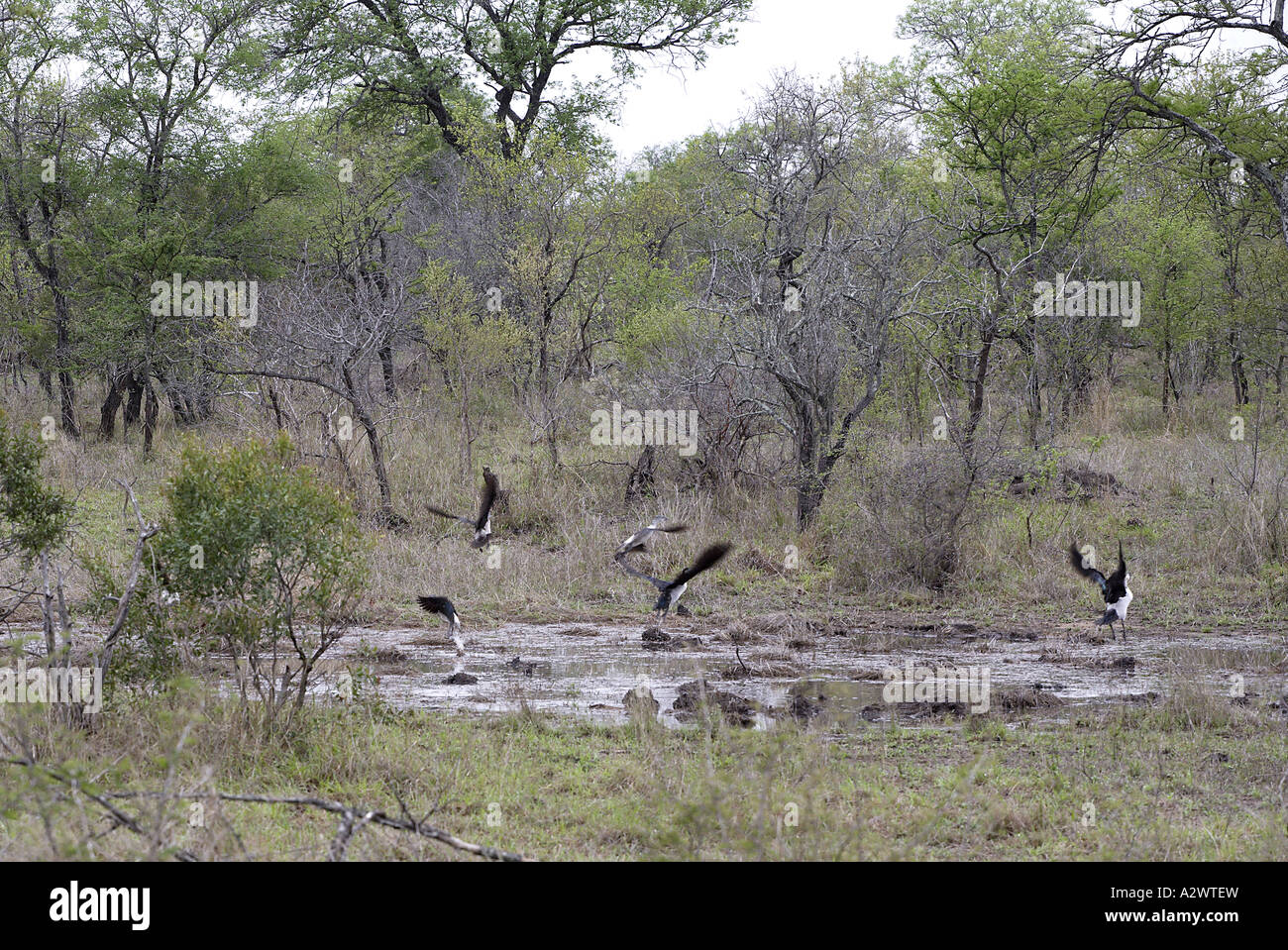 Birds Fleeing Water Hole [2], Kruger National Park (Manyeleti Game ...