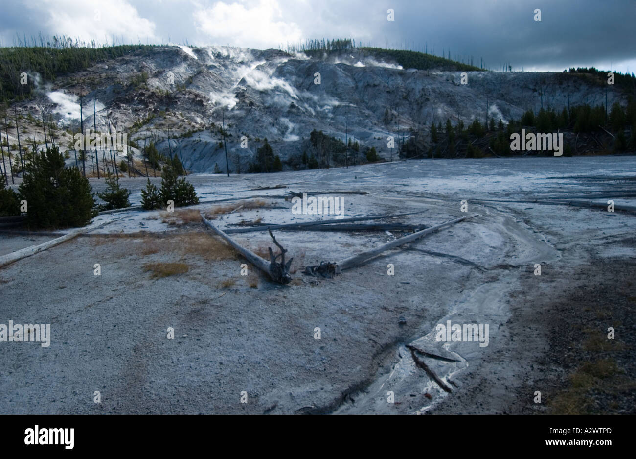 Yellowstone fire regrowth hi-res stock photography and images - Alamy