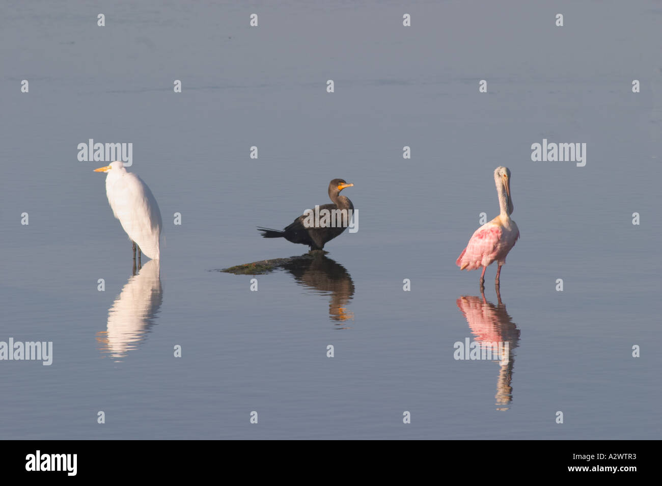BIRDS AT J N DING DARLING NATIONAL WILDLIFE REFUGE ON SANIBEL ISLAND ...