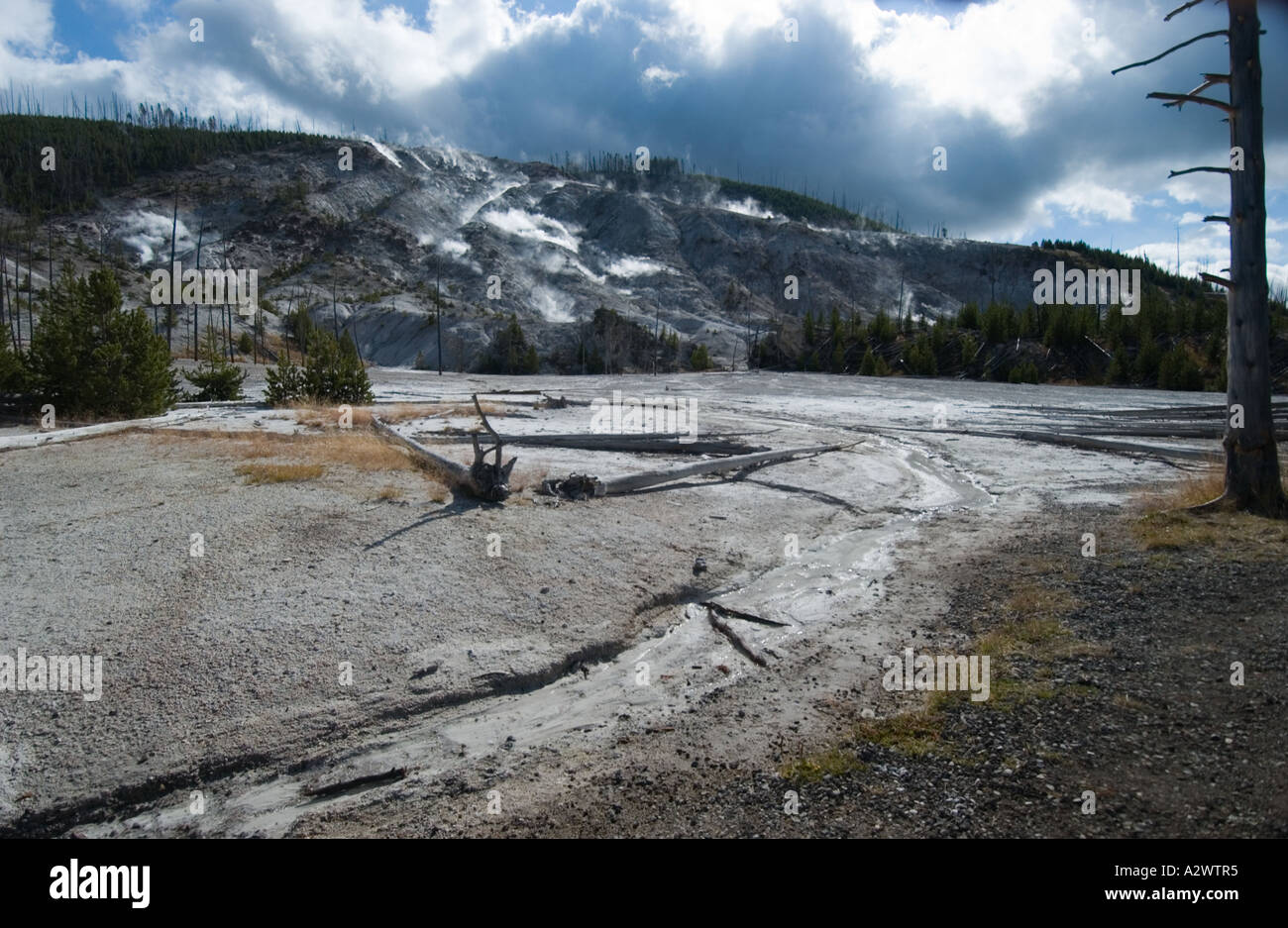 Yellowstone fire regrowth hi-res stock photography and images - Alamy
