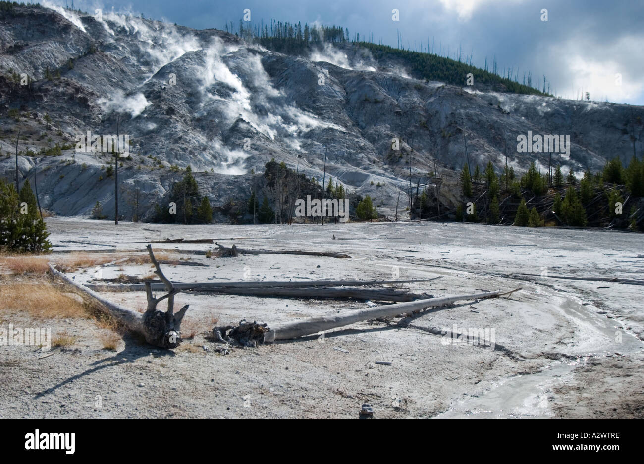 Yellowstone fire regrowth hi-res stock photography and images - Alamy