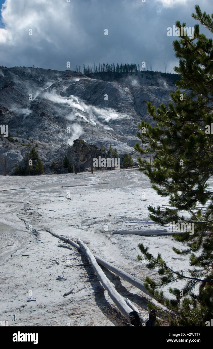 Yellowstone fire regrowth hi-res stock photography and images - Alamy
