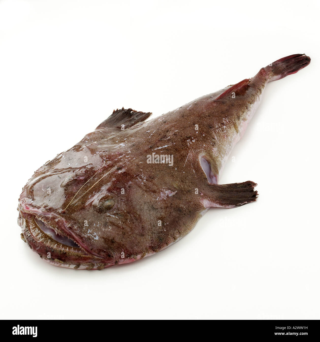 Monkfish background Cut Out Stock Images & Pictures - Alamy
