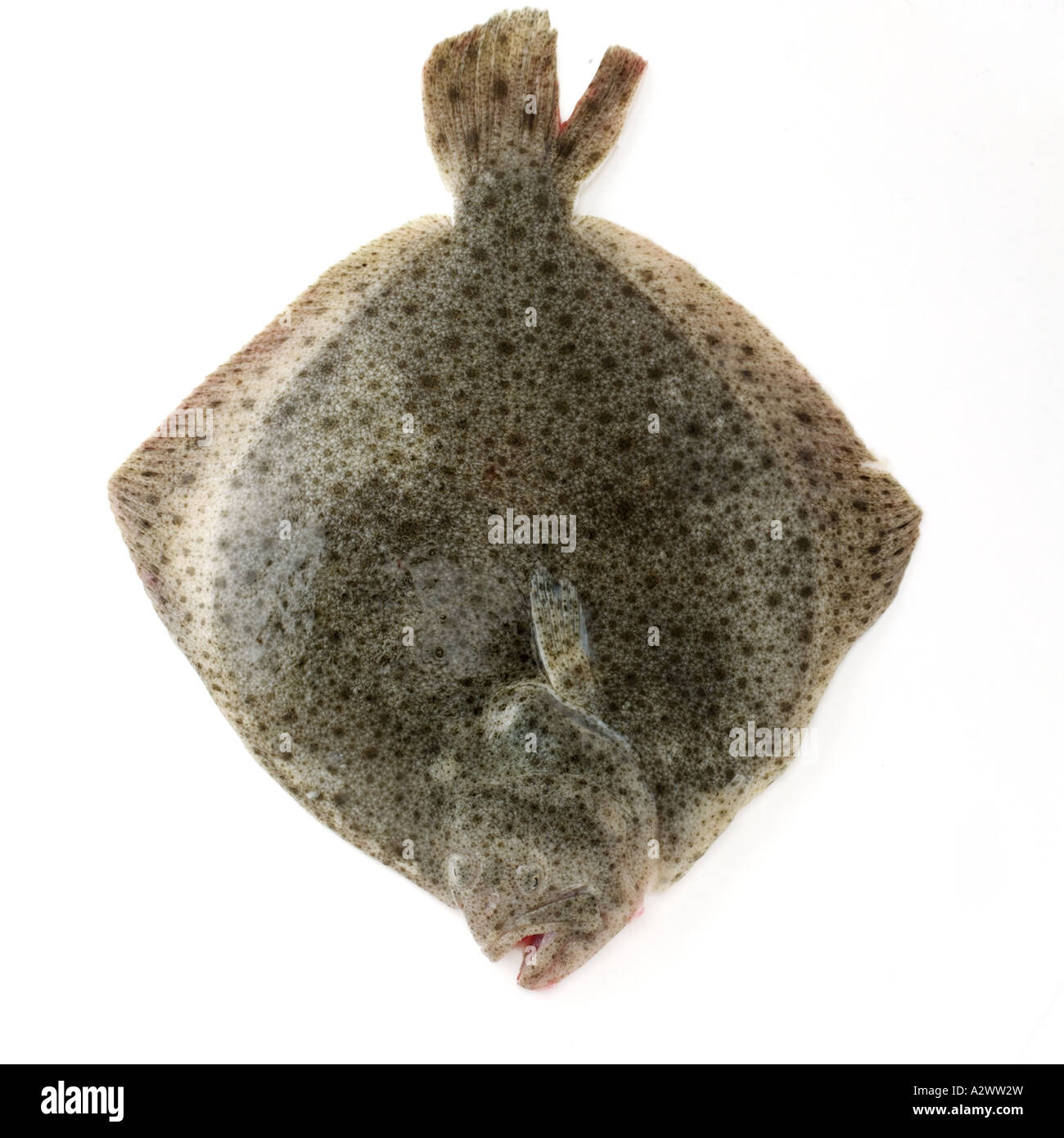 Turbots hi-res stock photography and images - Alamy