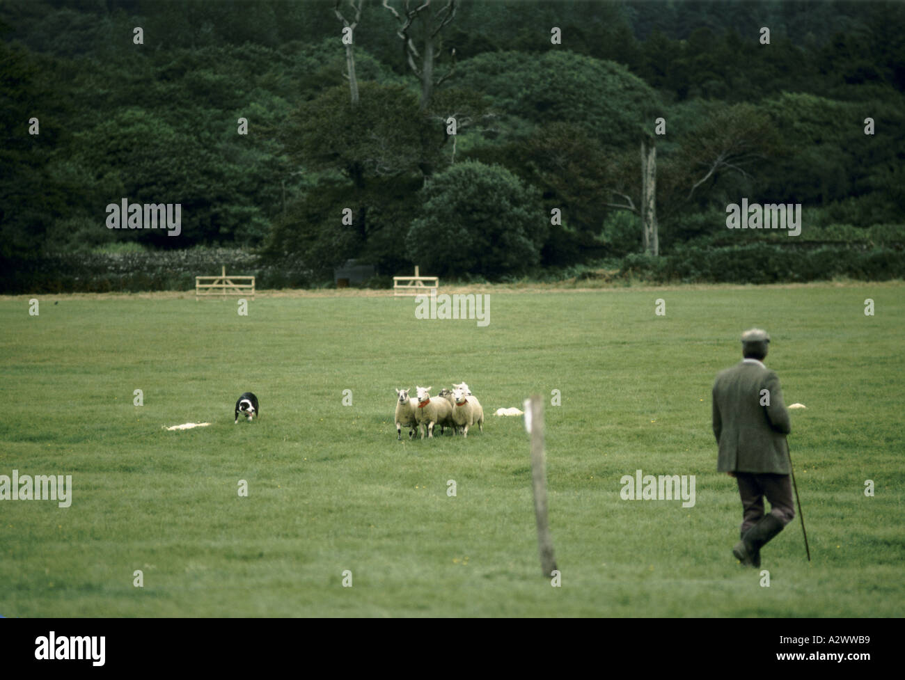 Sheep in wellies hi-res stock photography and images - Alamy