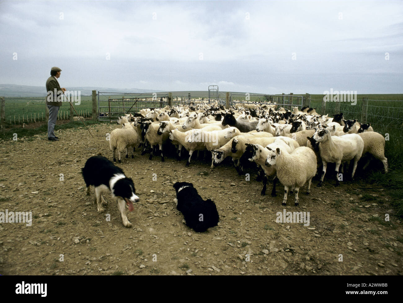 Working sheep dogs hi-res stock photography and images - Alamy