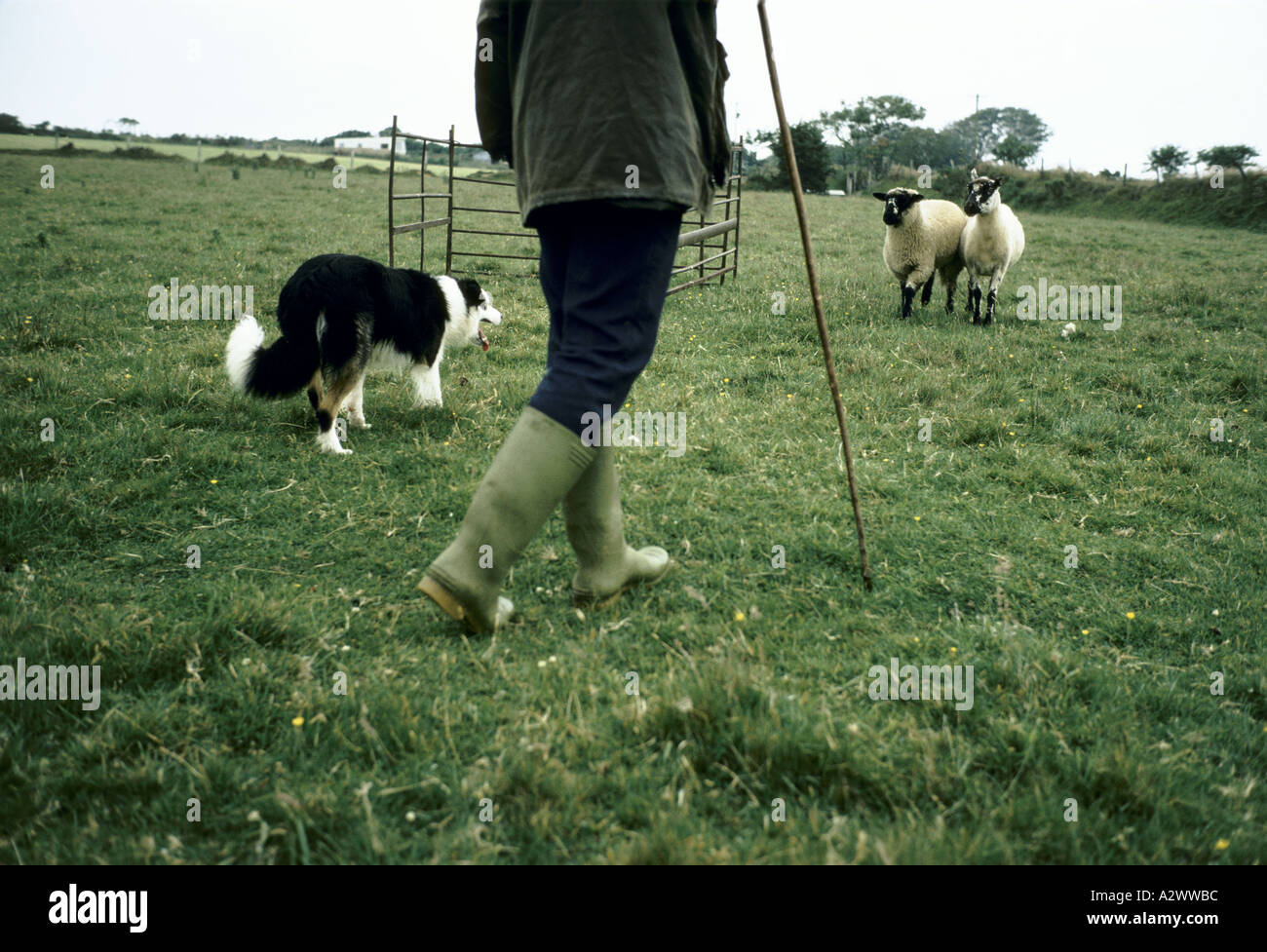 Shepherd crook wales hi-res stock photography and images - Alamy