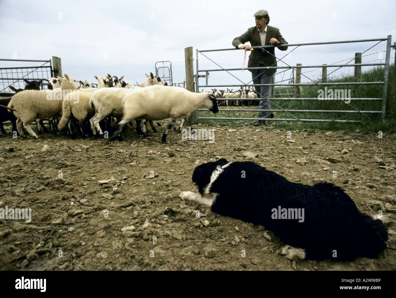Sheep dog and pen hi-res stock photography and images - Alamy