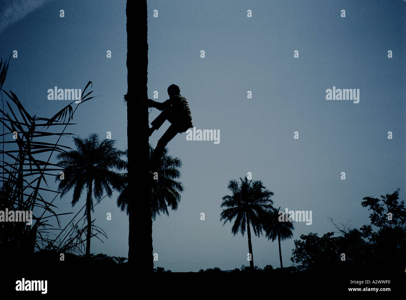 Palm oil tree west africa hi-res stock photography and images - Alamy