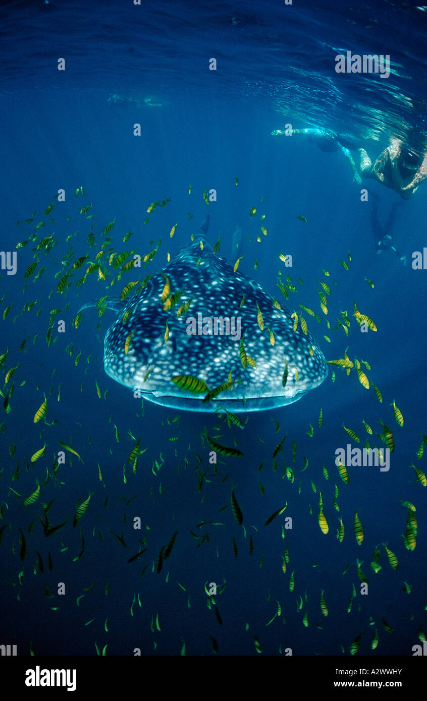 Whale shark Rhincodon thypus Mexico Sea of Cortez Baja California La ...