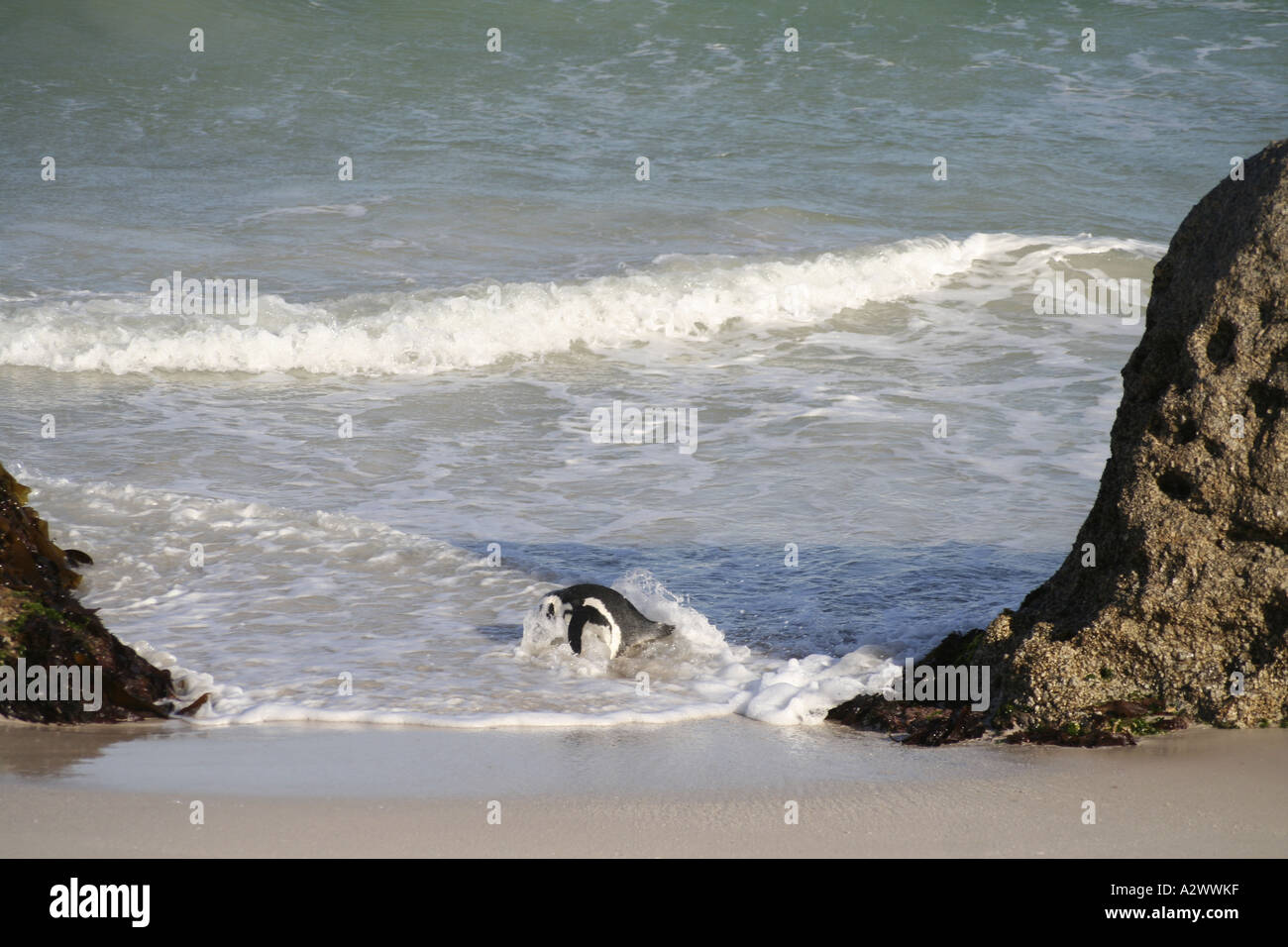 african penguin jump into the waves for a swim Stock Photo - Alamy