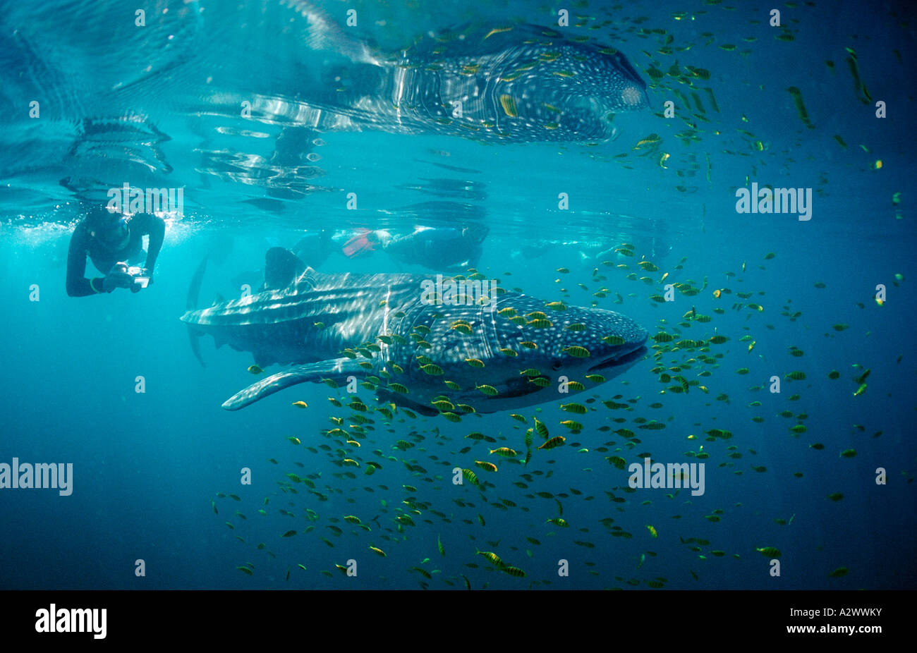 Giant shark model hi-res stock photography and images - Alamy