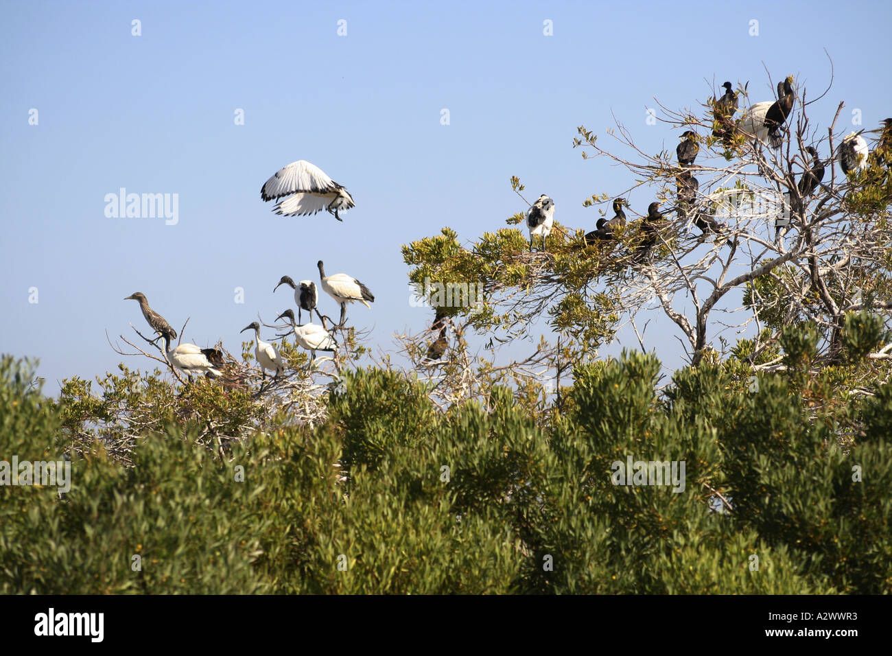 Robben island birds south africa hi-res stock photography and images ...