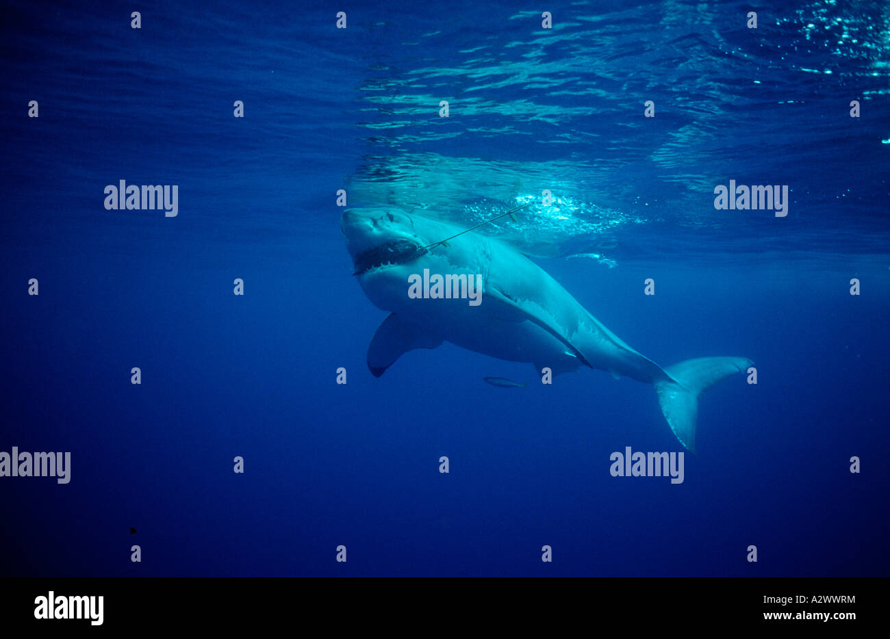 Great White Shark Carcharodon carcharias USA California Pacific Ocean ...