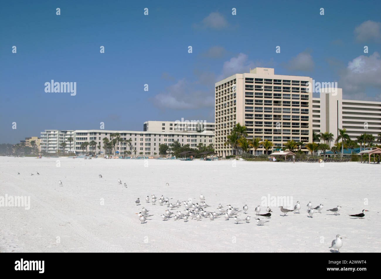 BIRDS ON SIESTA KEY BEACH ON SIESTA KEY IN SOUTHWEST FLORIDA Stock ...