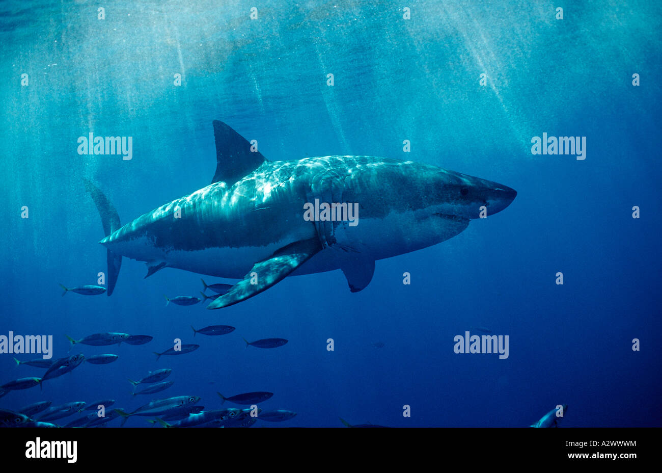 Carcharo hi-res stock photography and images - Alamy