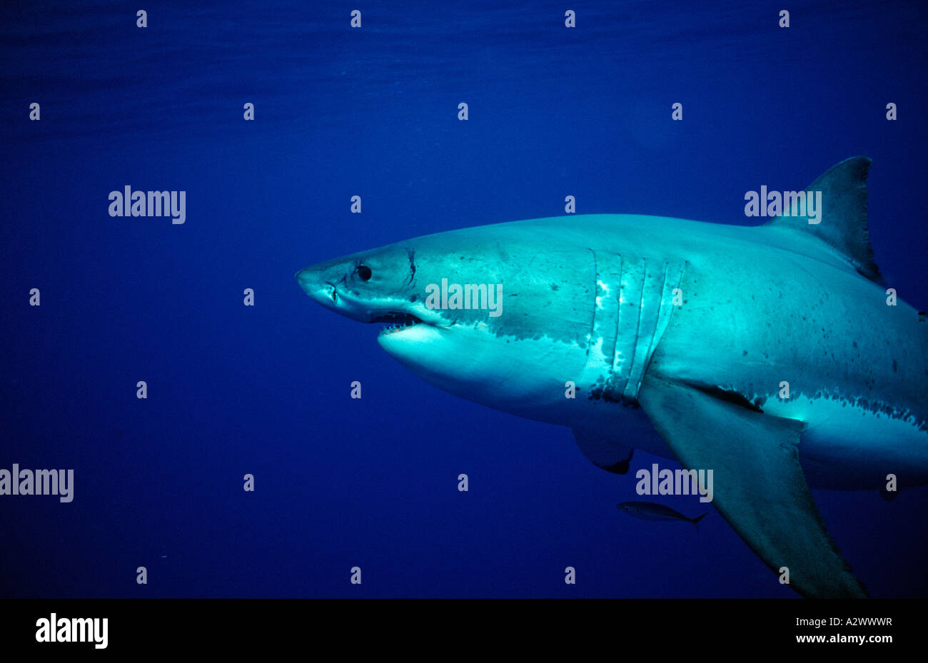 Great White Shark Carcharodon carcharias USA California Pacific Ocean ...