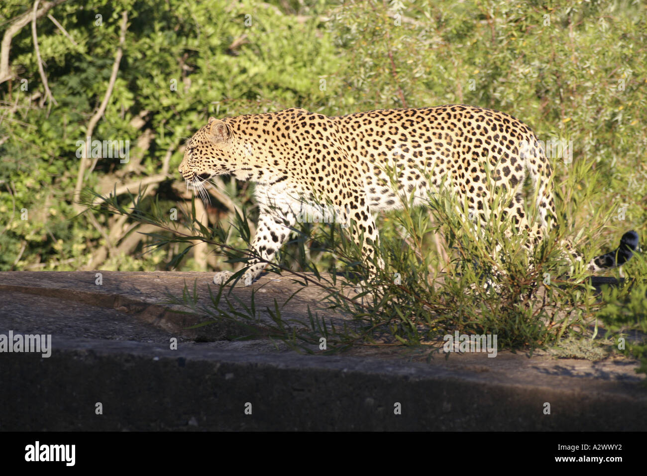 Leopard shamwari game reserve hi-res stock photography and images - Alamy