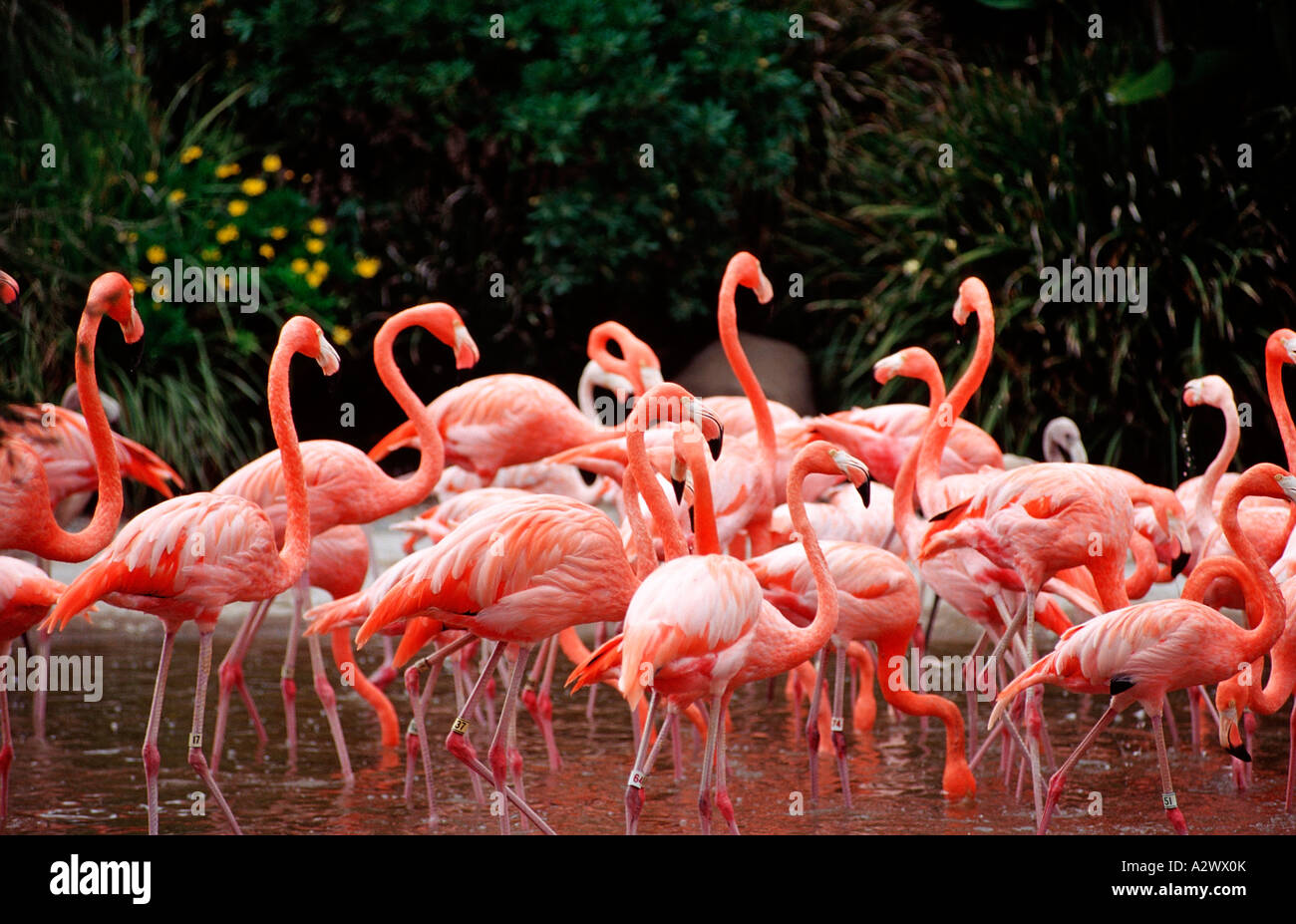 Phoenicop hi-res stock photography and images - Alamy