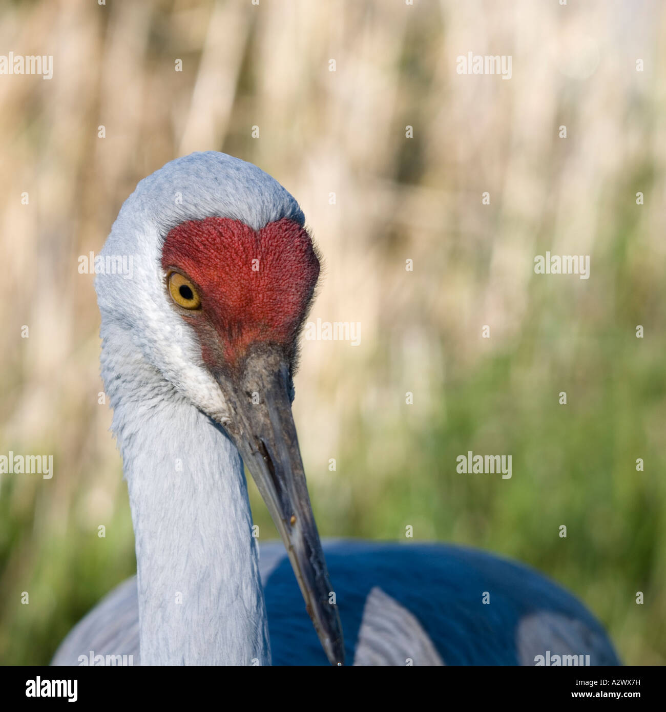 Ladner bc hi-res stock photography and images - Alamy