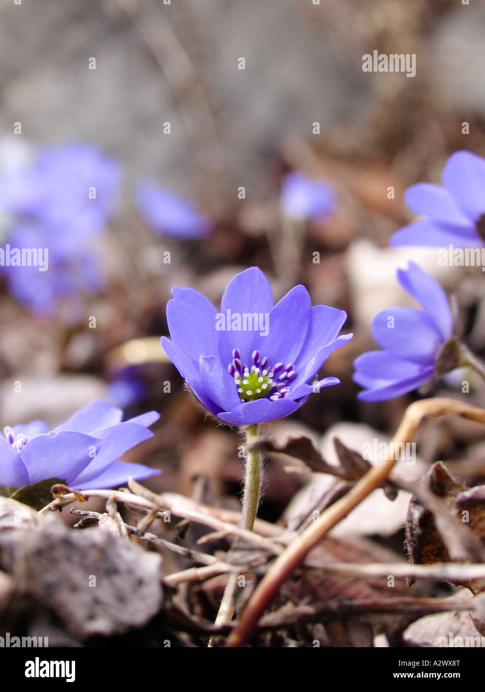 One of the first signs of spring Stock Photo - Alamy