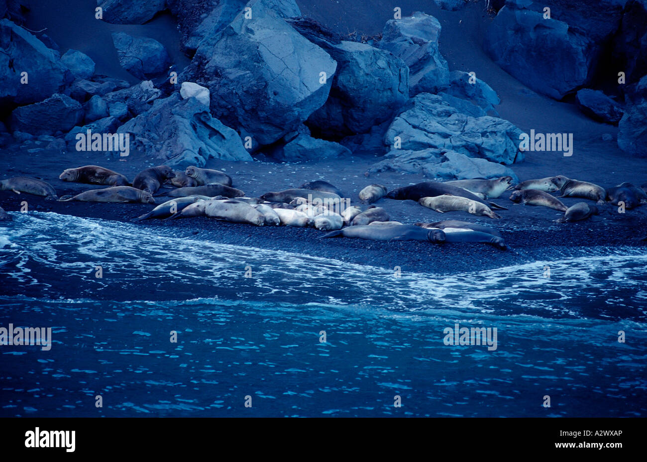 Northern elephant seal Mirounga angustirostris Mexico Pacific ocean ...