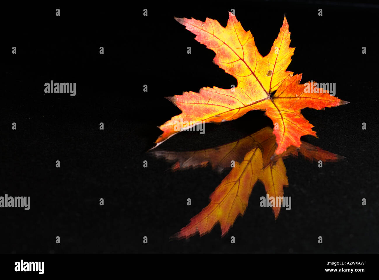 A single flame-red maple leaf and reflection Stock Photo - Alamy