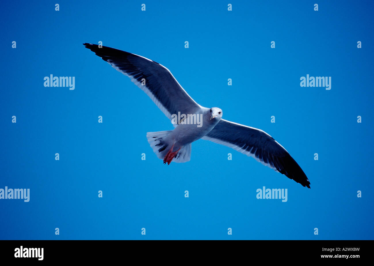 Mew mexico hi-res stock photography and images - Alamy