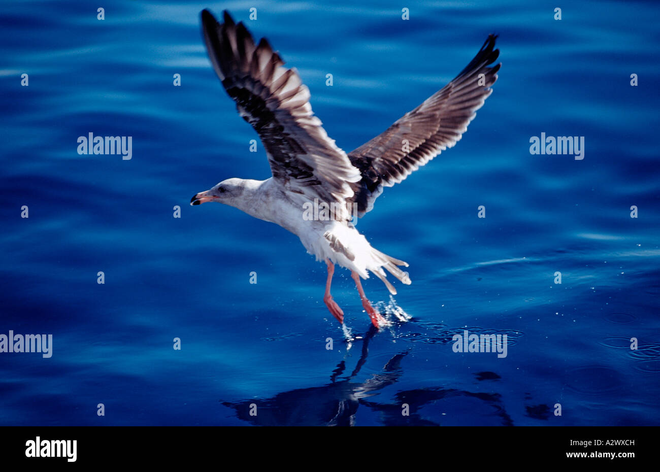 Gull Mexico Pacific ocean Guadalupe Stock Photo - Alamy