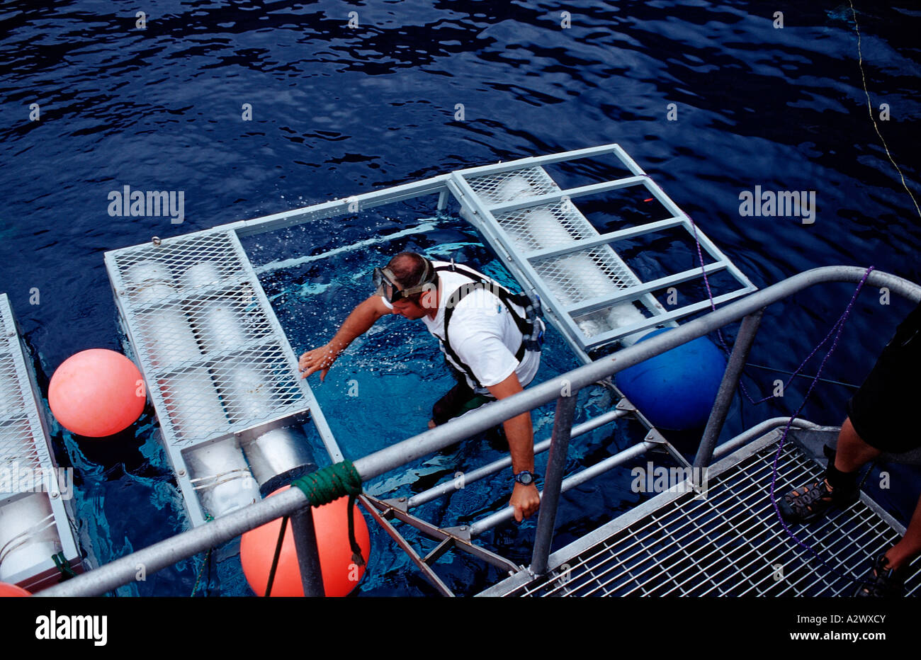 Diver climbs in Shark cage Mexico Pacific ocean Guadalupe Stock Photo ...