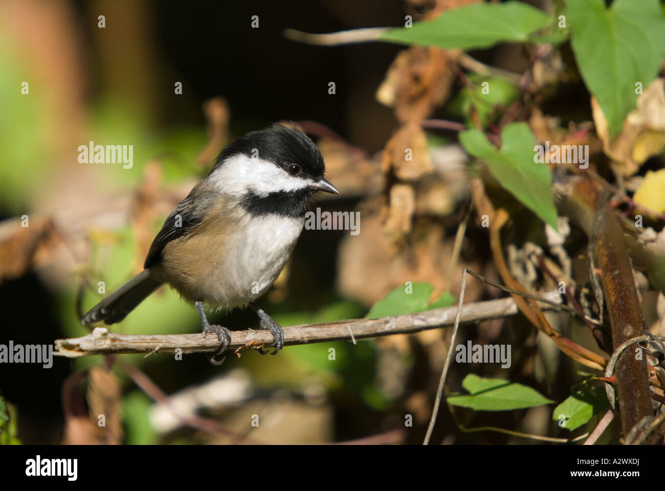 Black-capped chickadee, Vancouver, BC Stock Photo - Alamy