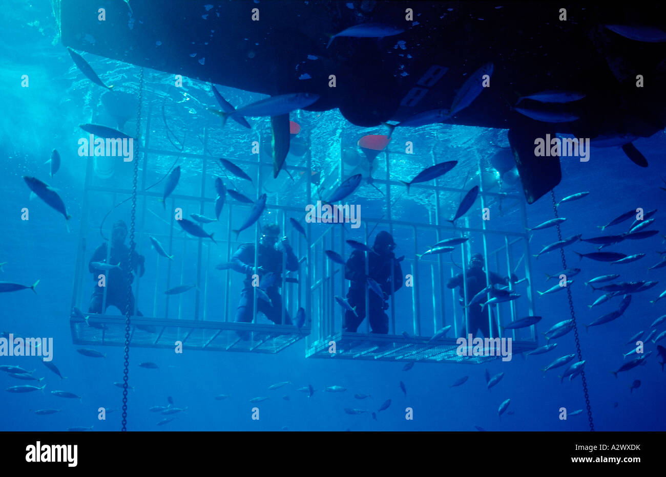 Diver in Shark cages Mexico Pacific ocean Guadalupe Stock Photo - Alamy
