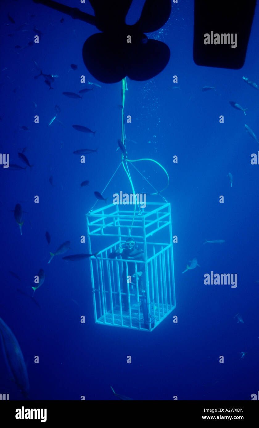 Sharks diving cages hi-res stock photography and images - Alamy